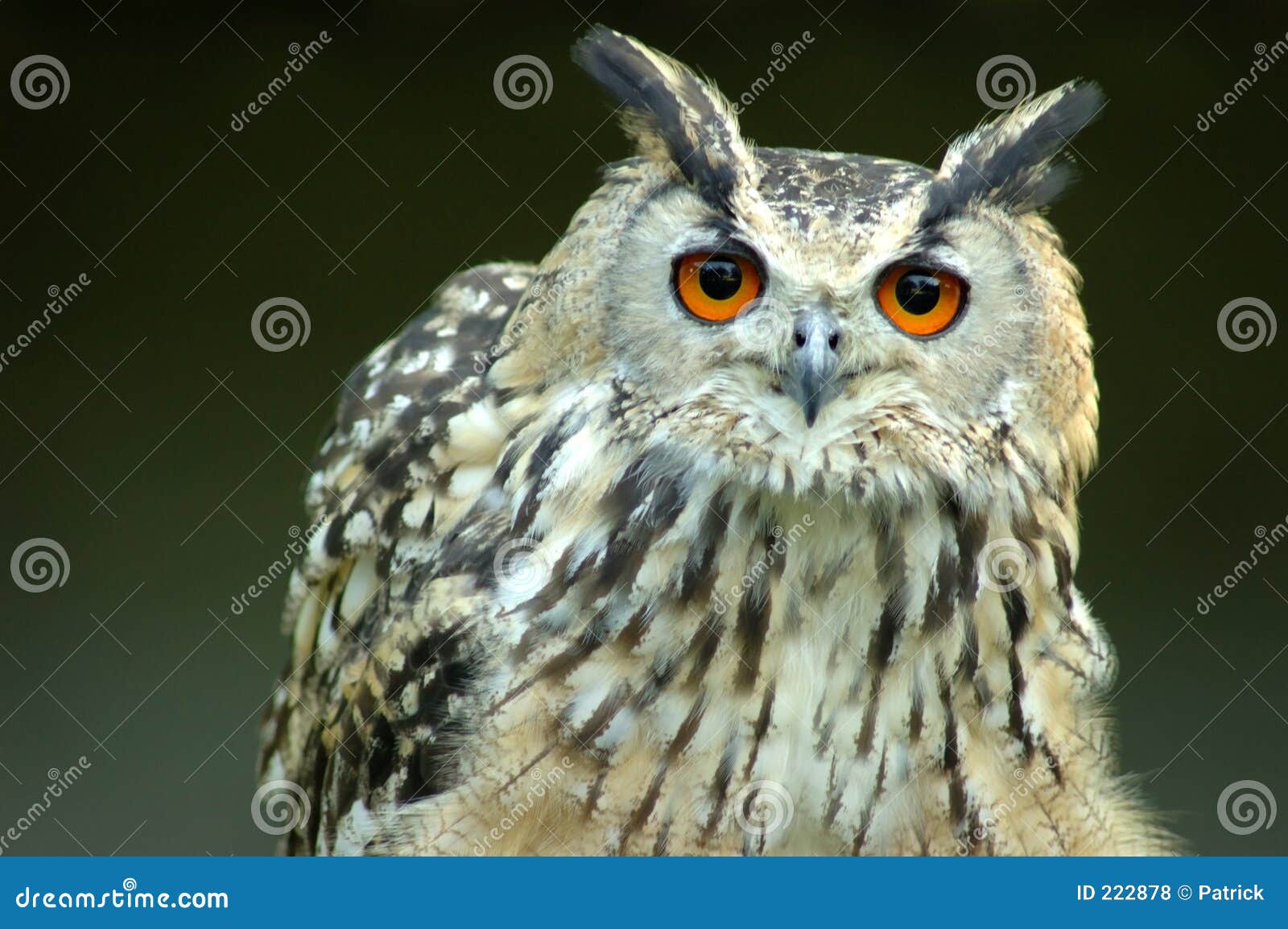 Bengali owl. stock photo. Image of bird, bengalensis, feather - 222878