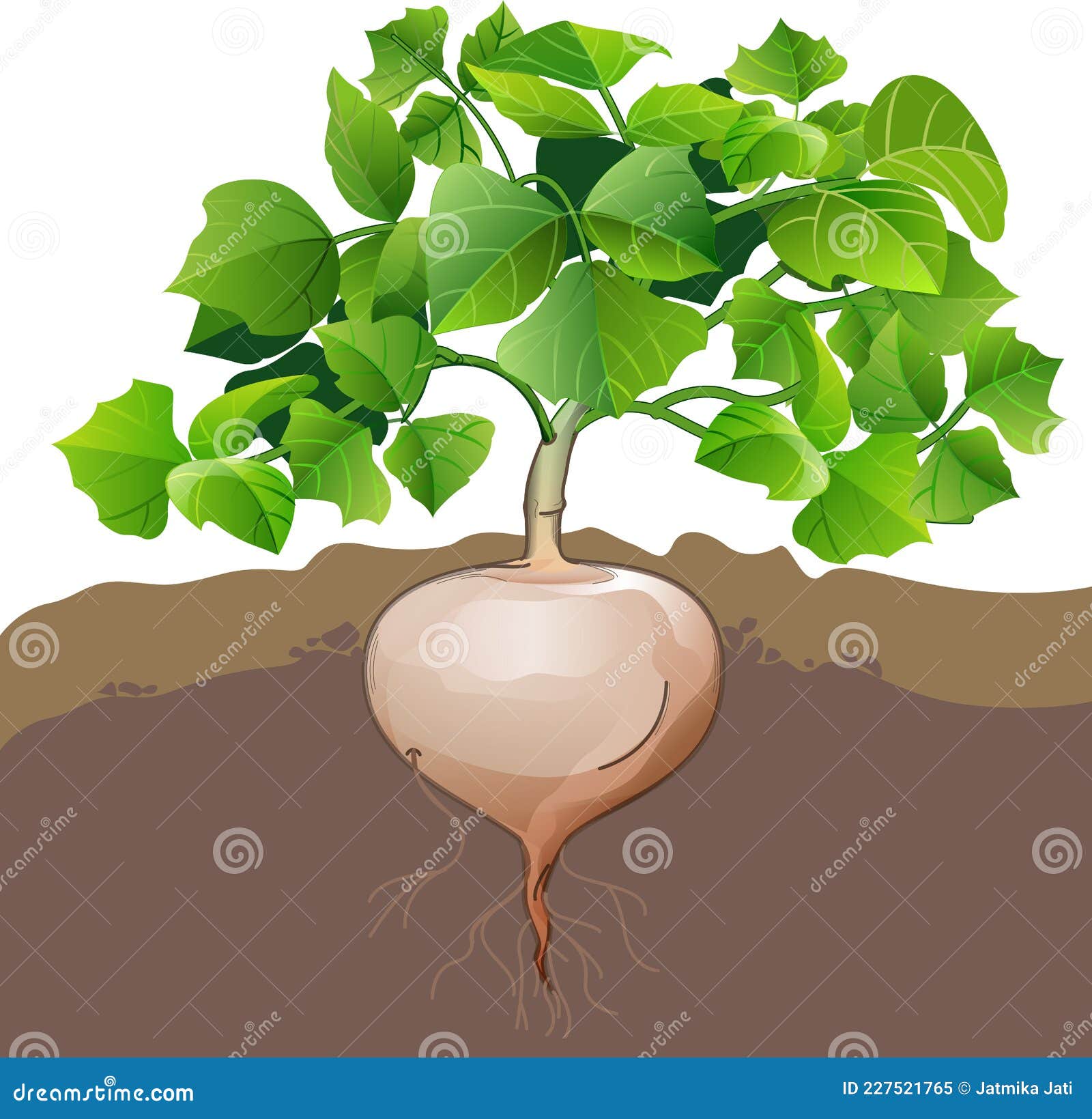 Bengkoang or Yam Tuber Plant Stock Vector - Illustration of mexican ...