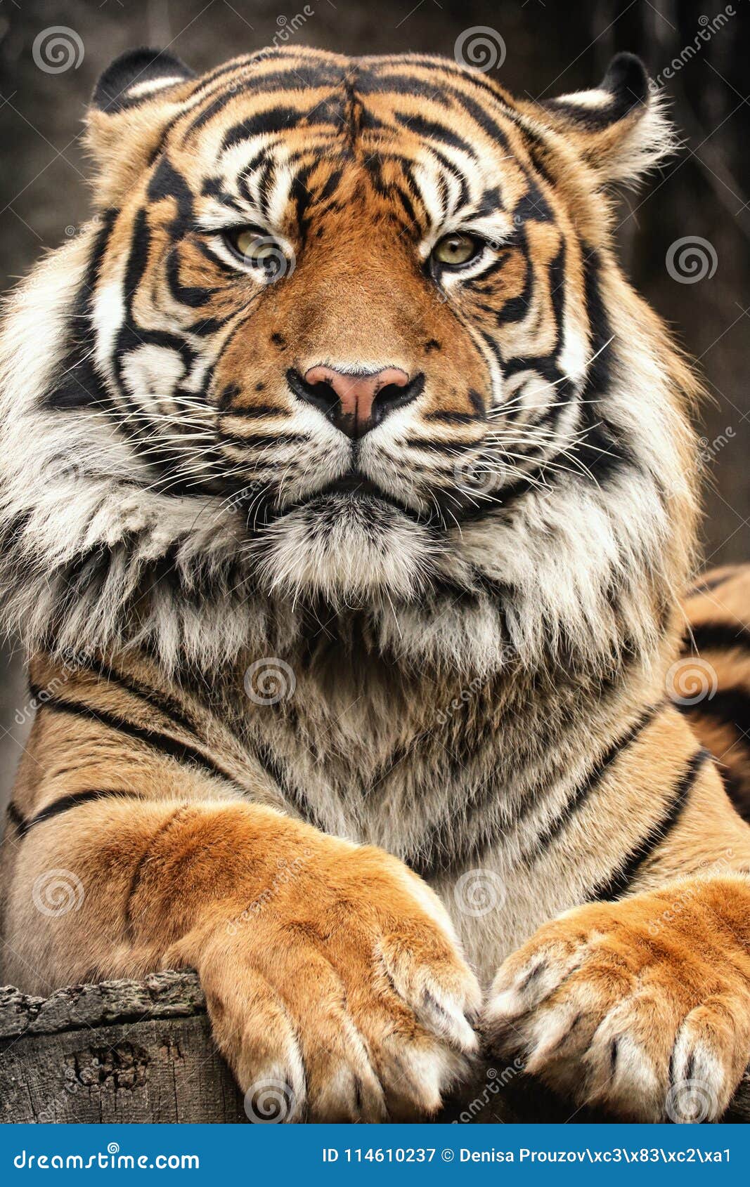 Bengous Tiger with a Beast Expression Stock Image - Image of mammal ...