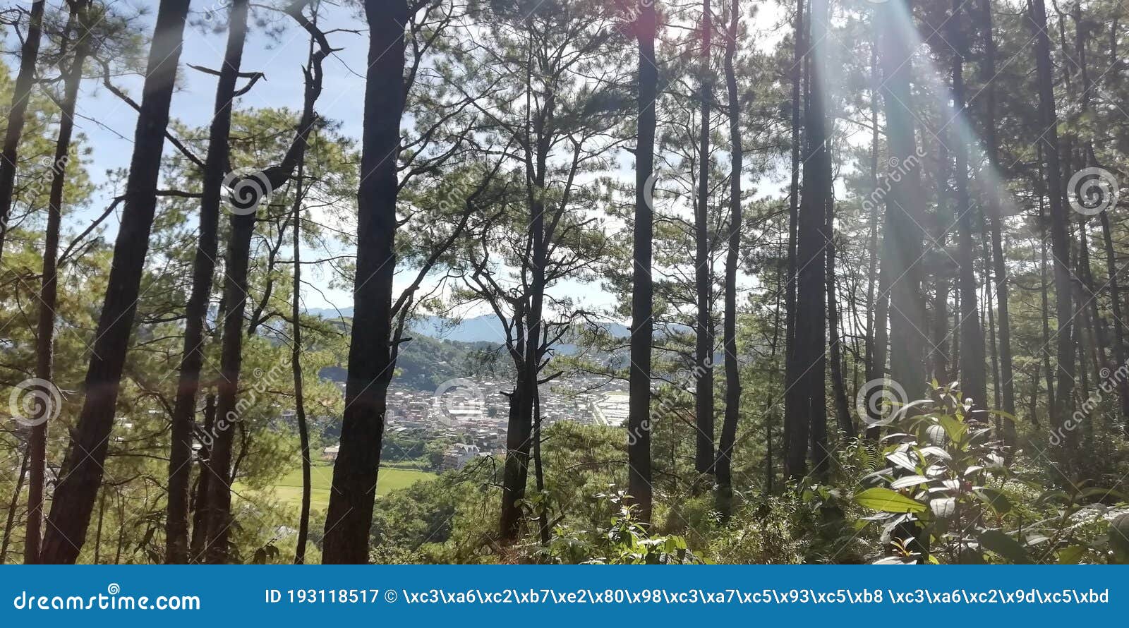 Benguet Japanese Trail Eco-Reserve Pine Trees Stock Image - Image of ...