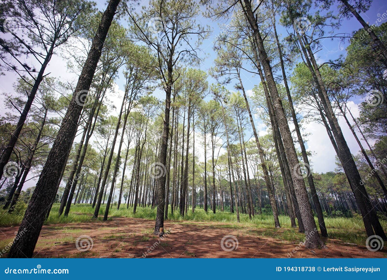 Benguet Pine Tree in Natural Subalpine Forest, Thailand Stock Photo ...