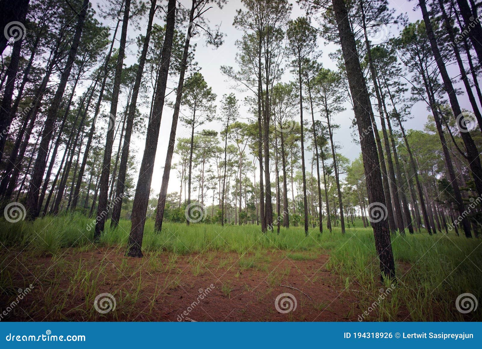 Benguet Pine Tree in Natural Subalpine Forest, Thailand Stock Photo ...