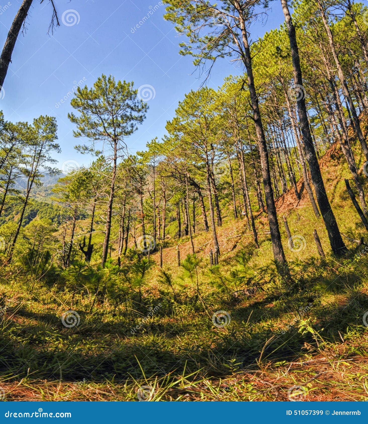 Benguet pines stock image. Image of mountaineering, trees - 51057399