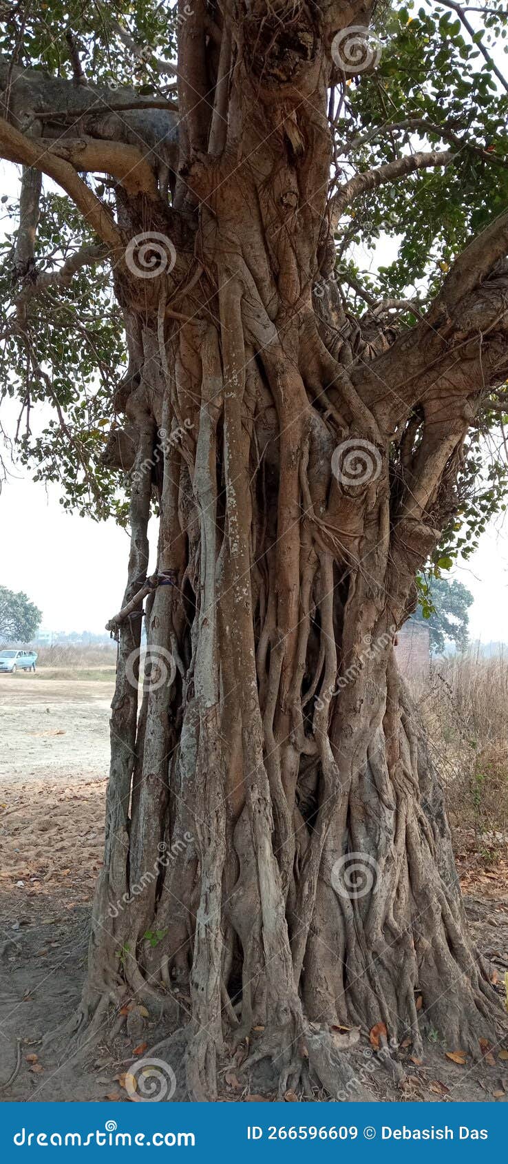 Benian tree stock image. Image of forest, tree, soil - 266596609