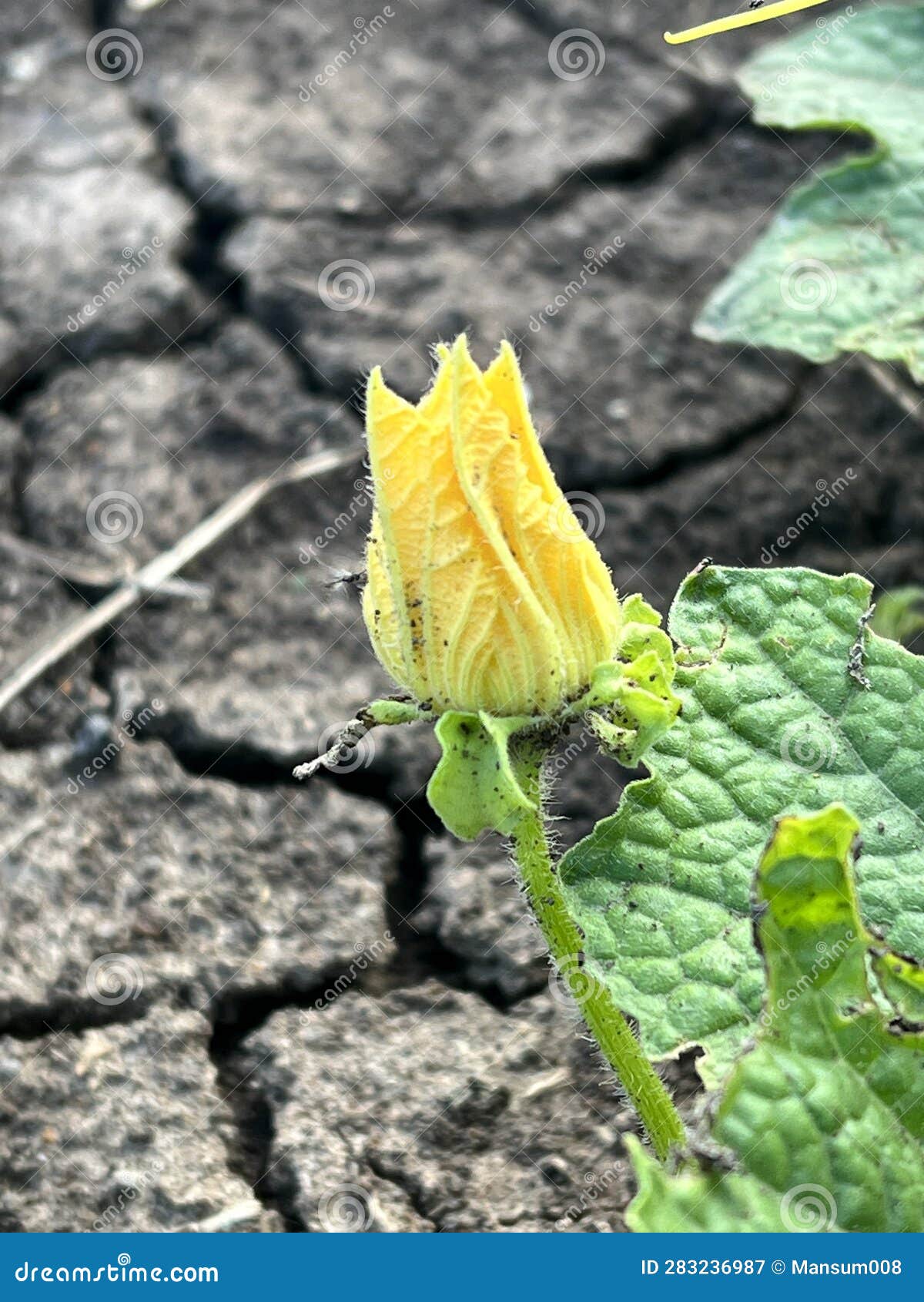 Benincasa Hispida Flower in Nature Garden Stock Image - Image of yellow ...