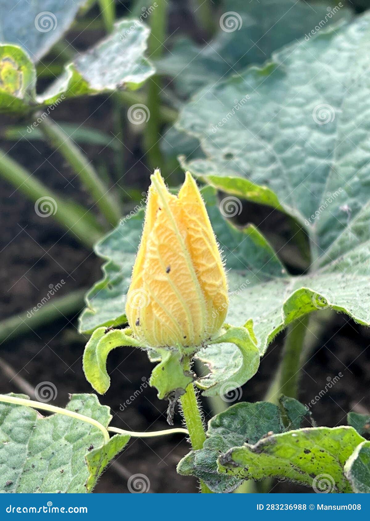 Benincasa Hispida Flower in Nature Garden Stock Photo - Image of flower ...