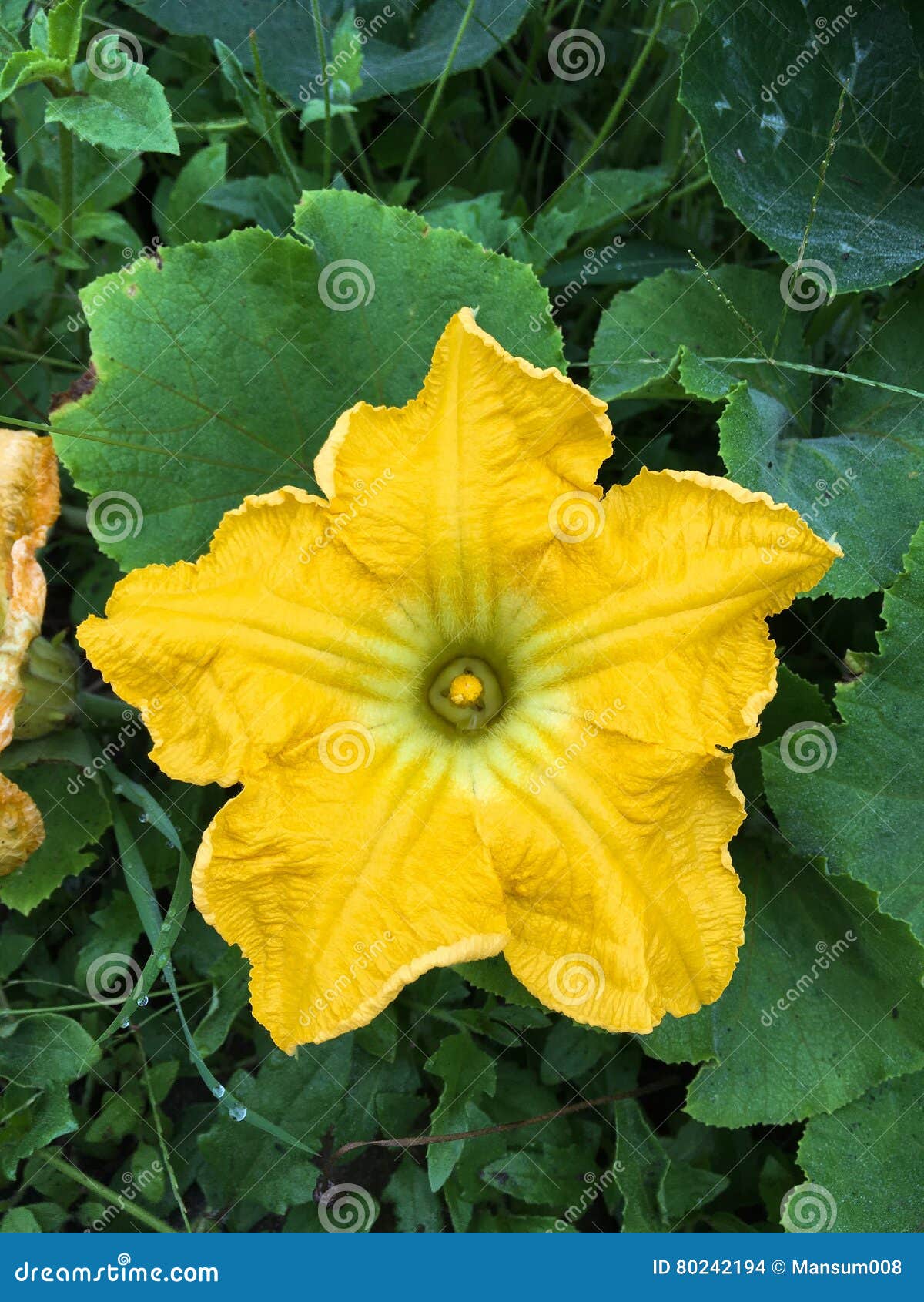 Benincasa hispida flower stock photo. Image of winter - 80242194