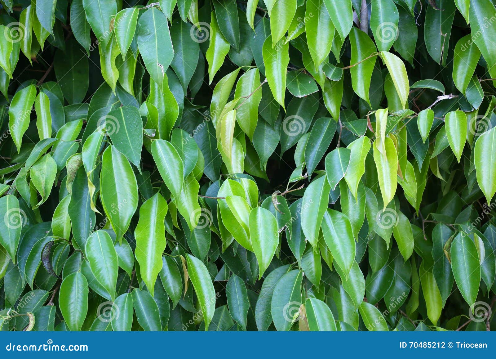 Benjamin Tree Leaves High Resolution Image Stock Photo - Image of ...