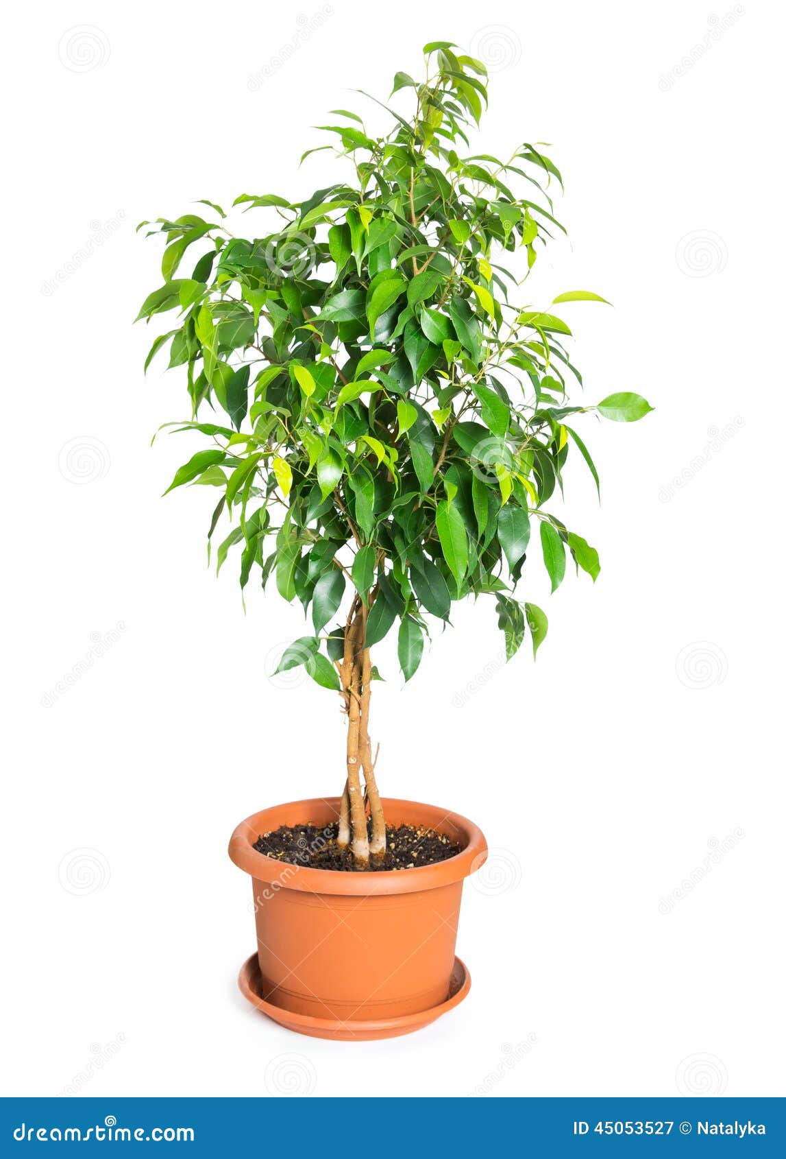 Benjamina De Los Ficus En Maceta Imagen de archivo - Imagen de color, crecimiento: 45053527