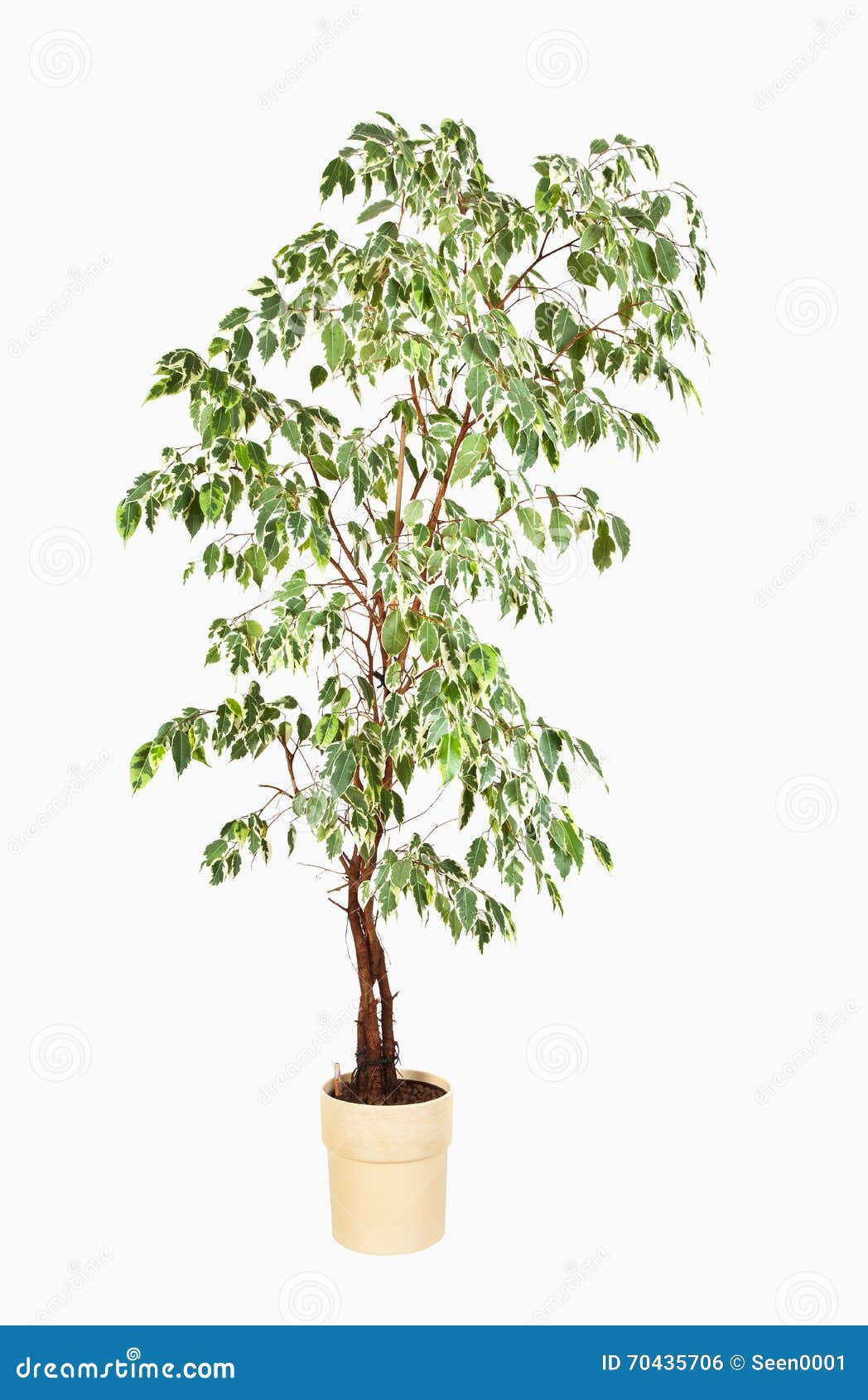 Benjamina De Los Ficus En Maceta Foto de archivo - Imagen de flor ...