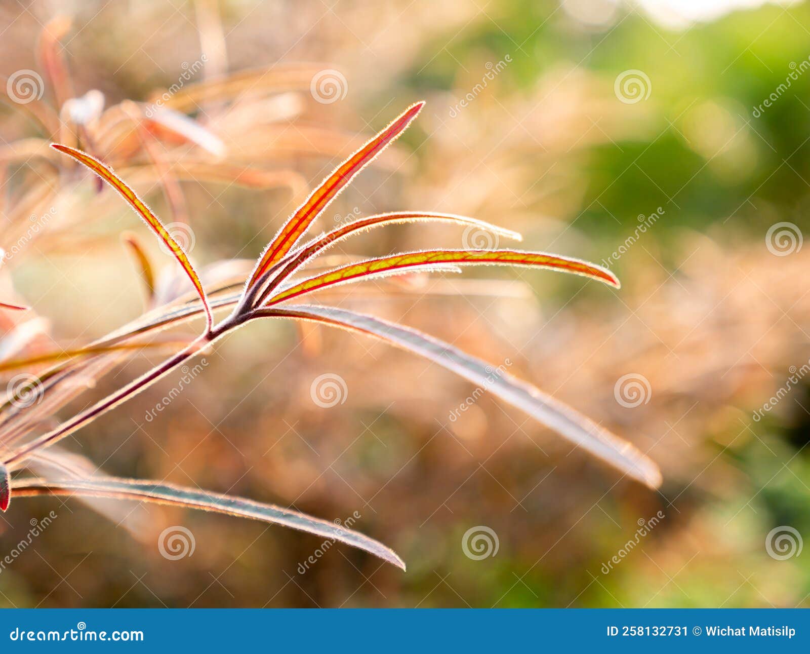 Benjoin Leaves Growing stock image. Image of fade, grey - 258132731