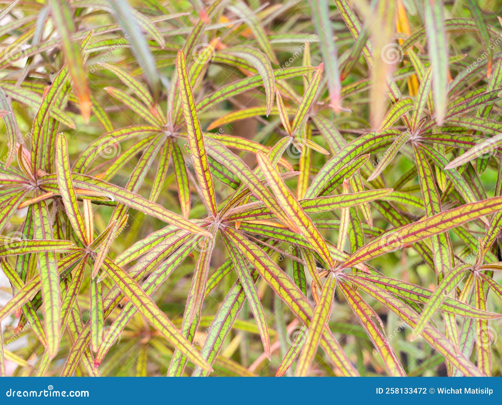 The Benjoin Leaves Growing stock photo. Image of fresh - 258133472