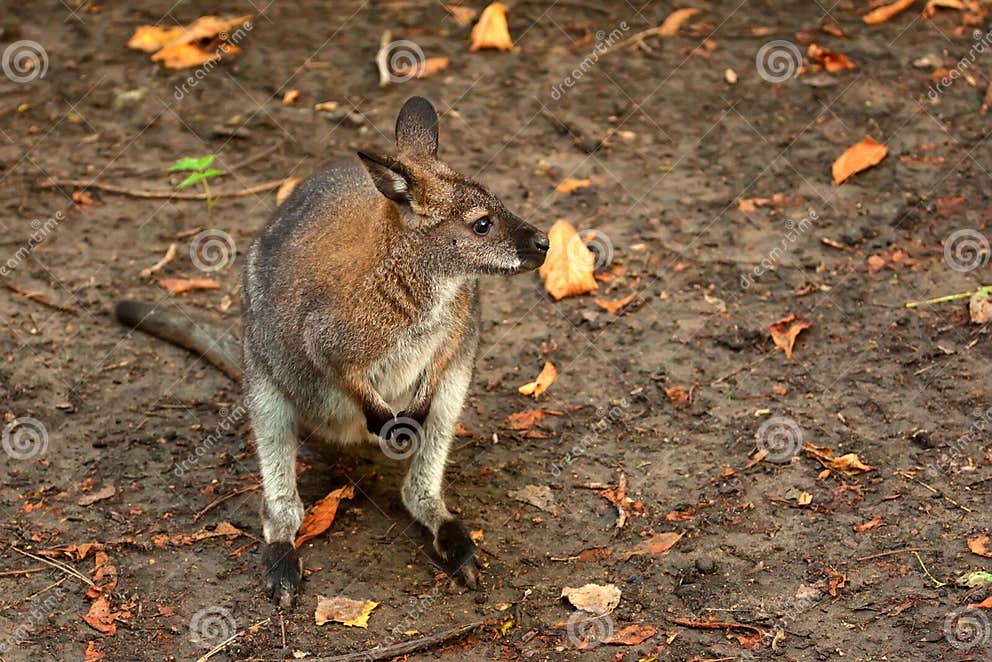 Bennett S Tree-kangaroo ( Dendrolagus Bennettianus ) Stock Photo ...