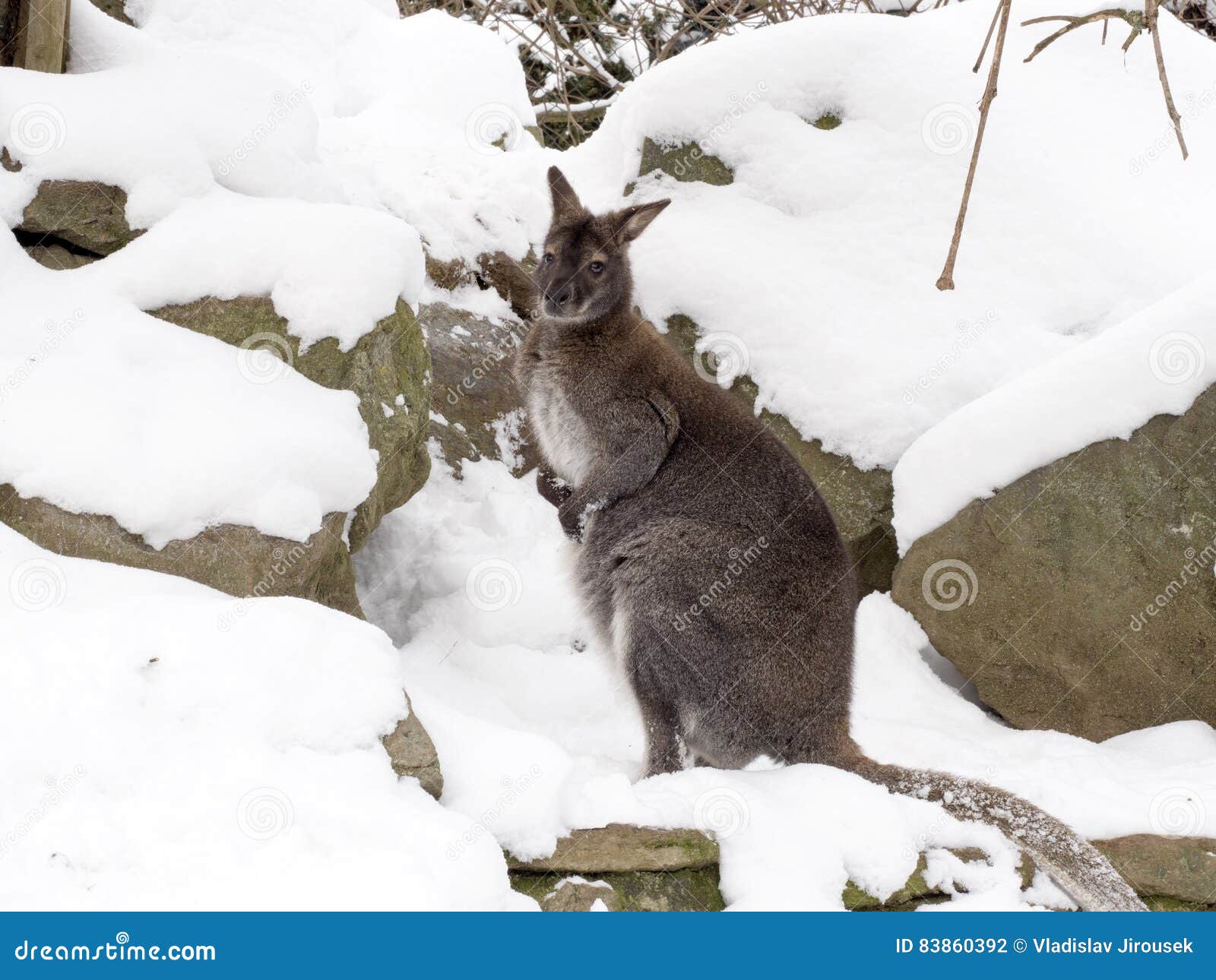 Bennett`s Wallaby, Macropus Rufogriseus is Surprised by Snow Stock ...