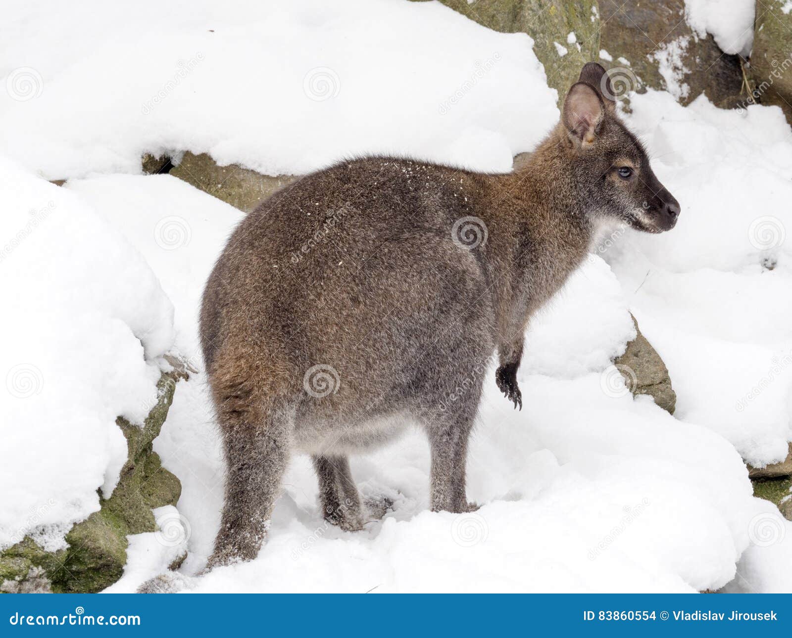 Bennett`s Wallaby, Macropus Rufogriseus is Surprised by Snow Stock ...