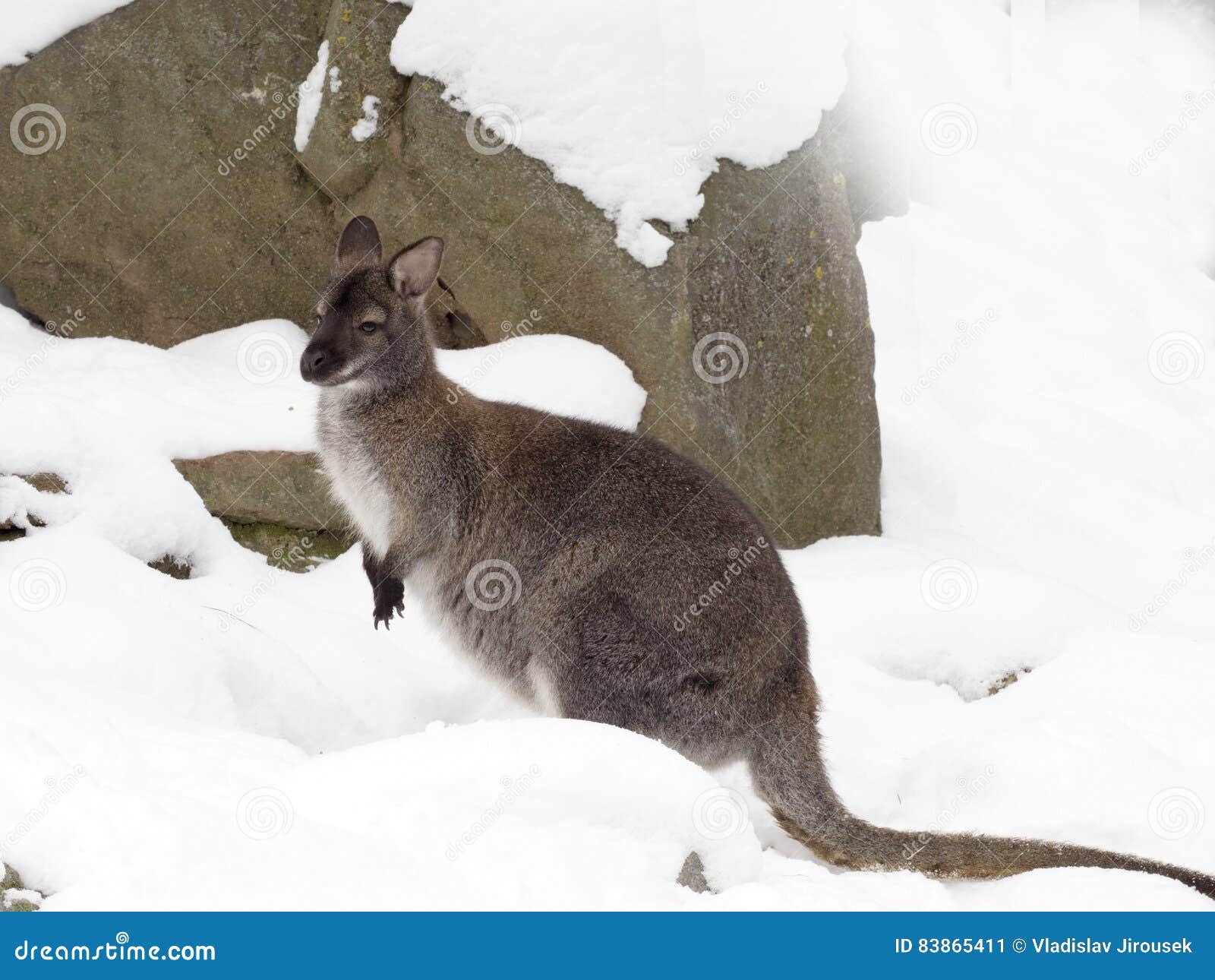 Bennett`s Wallaby, Macropus Rufogriseus is Surprised by Snow Stock ...