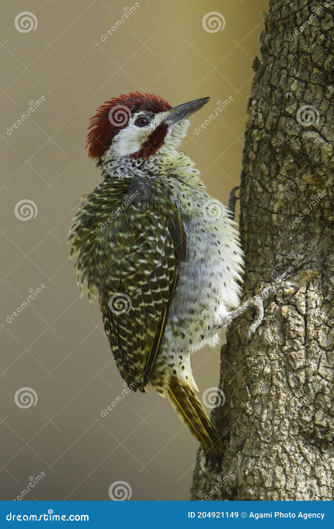 Bennett S Woodpecker, Campethera Bennettii Stock Image - Image of ...