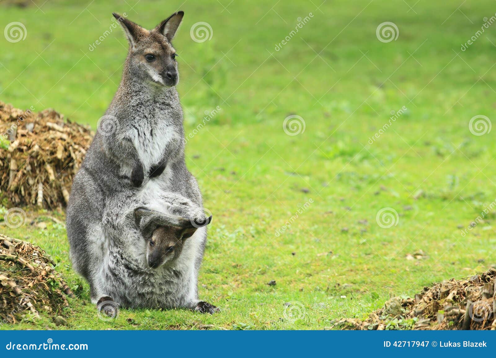 Bennett wallaby stock image. Image of bennett, grass - 42717947