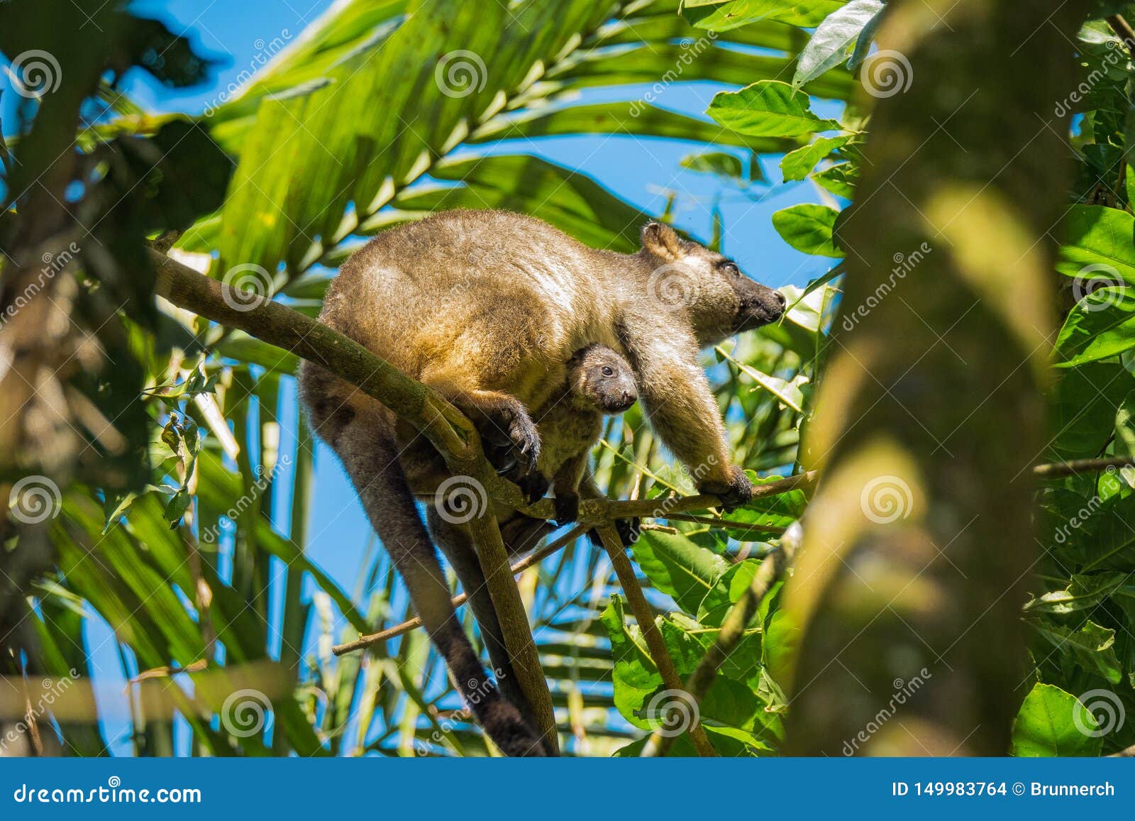Bennetts Tree Kangaroo with Baby Stock Photo - Image of green, cute ...