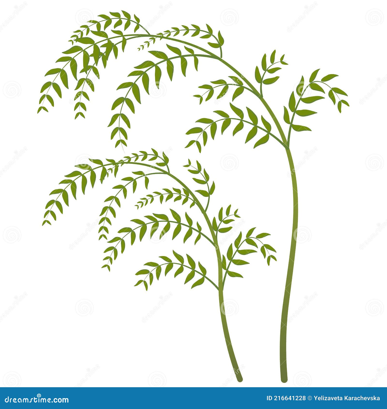 Bent Branch with Green Leaves. the Drooping Shape of the Branches. Hand ...