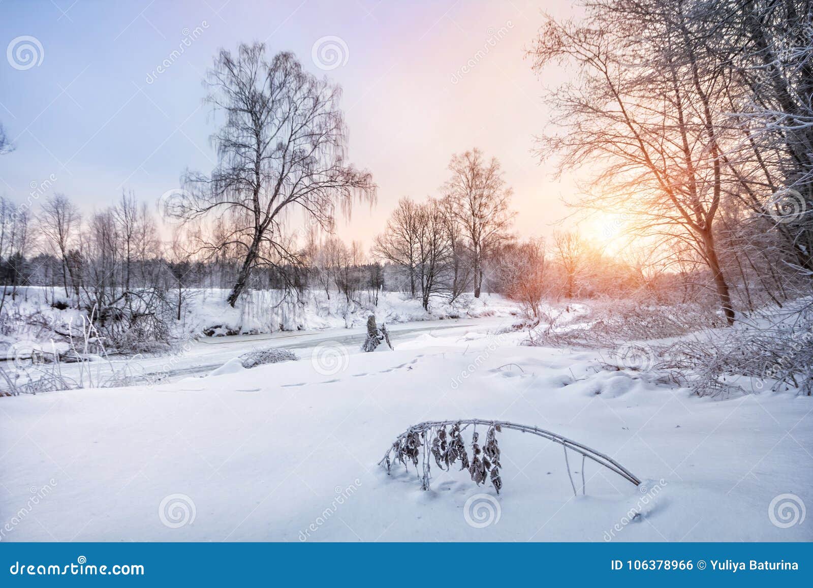 A bent branch of a plant stock photo. Image of frozen - 106378966 A bent branch of a plant stock photo. Image of frozen - 106378966
