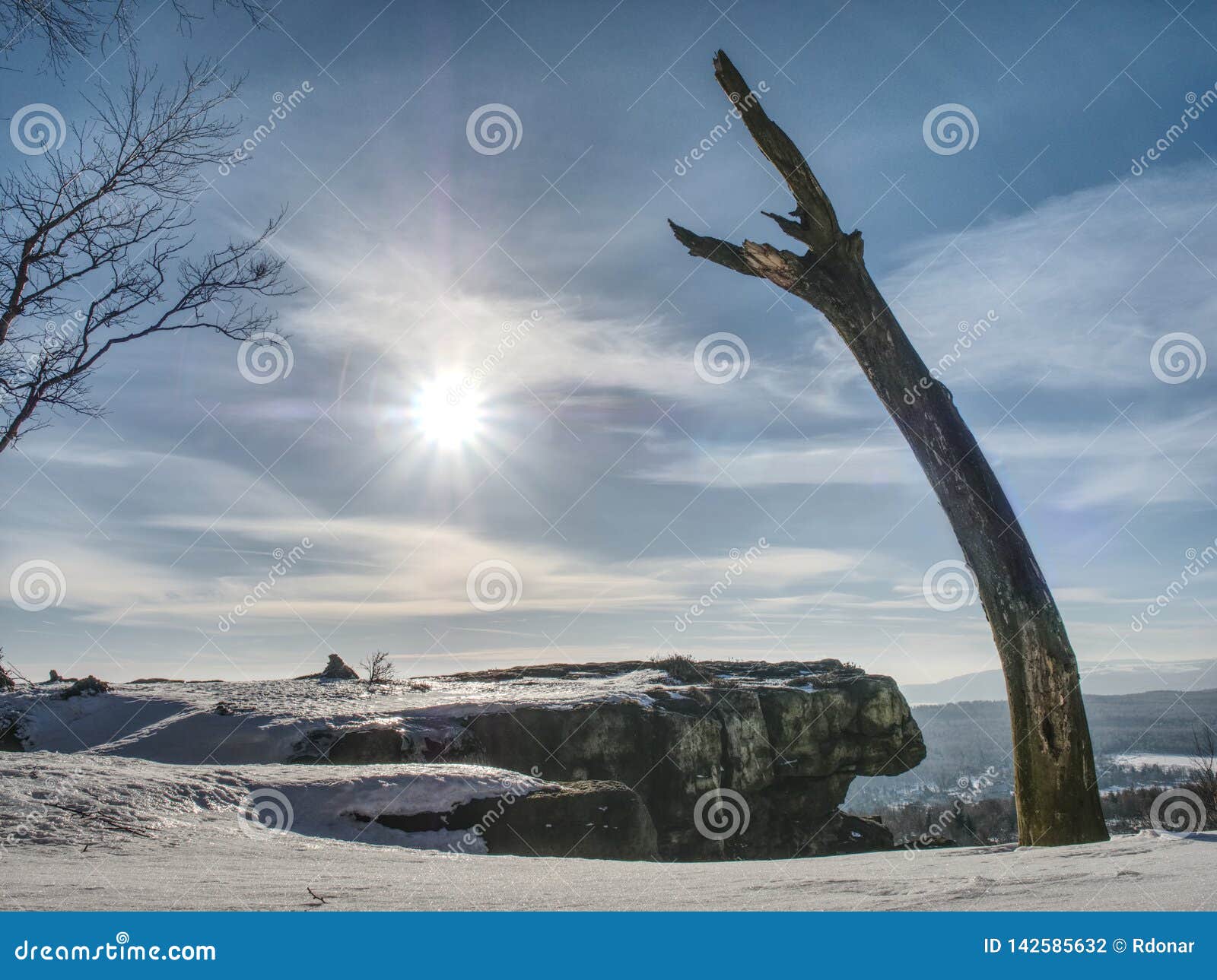 Bent and Broken Tree in the Snow in Winter Stock Photo - Image of fall ...