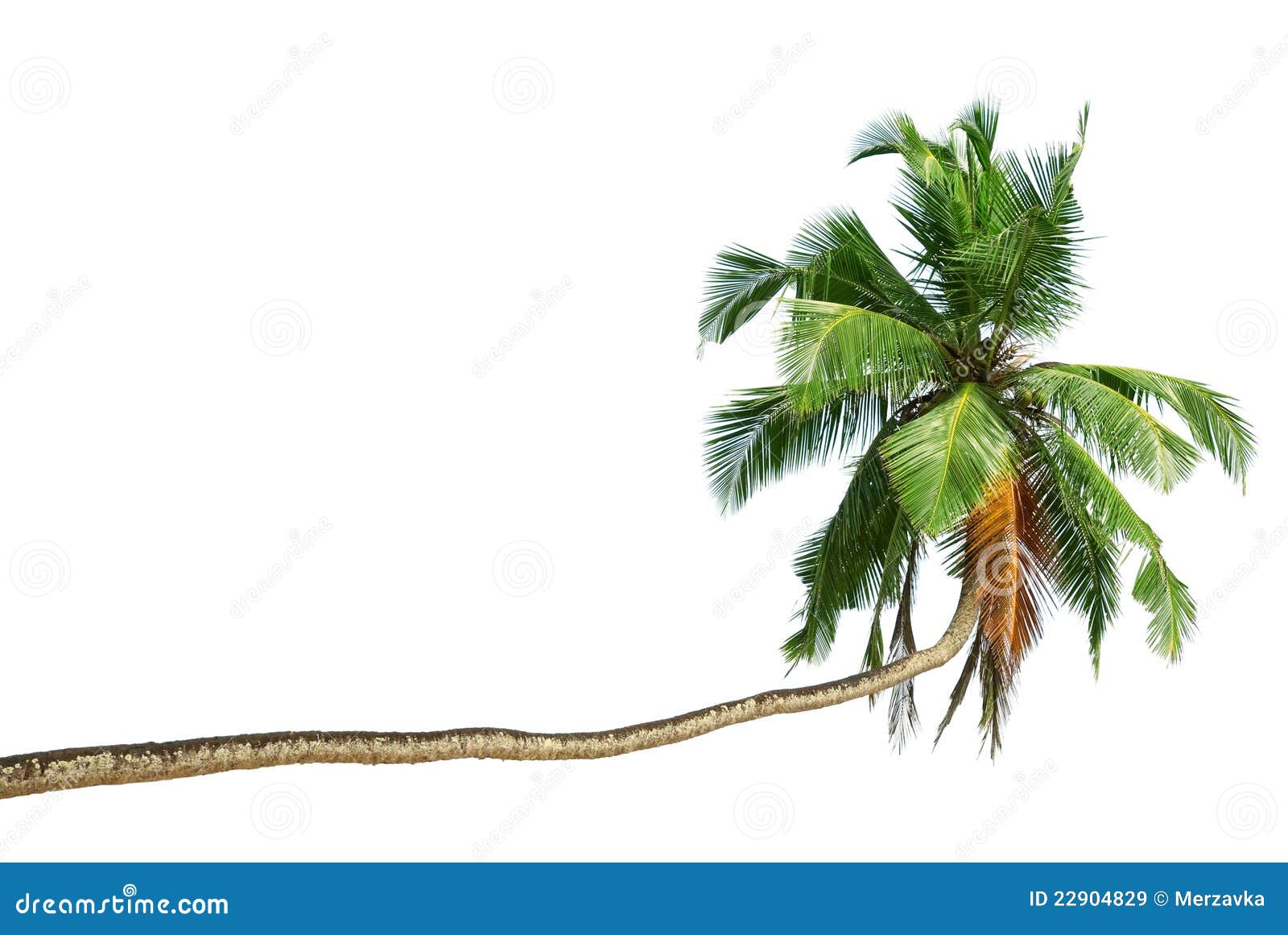 The bent coconut tree stock image. Image of lush, natural - 22904829