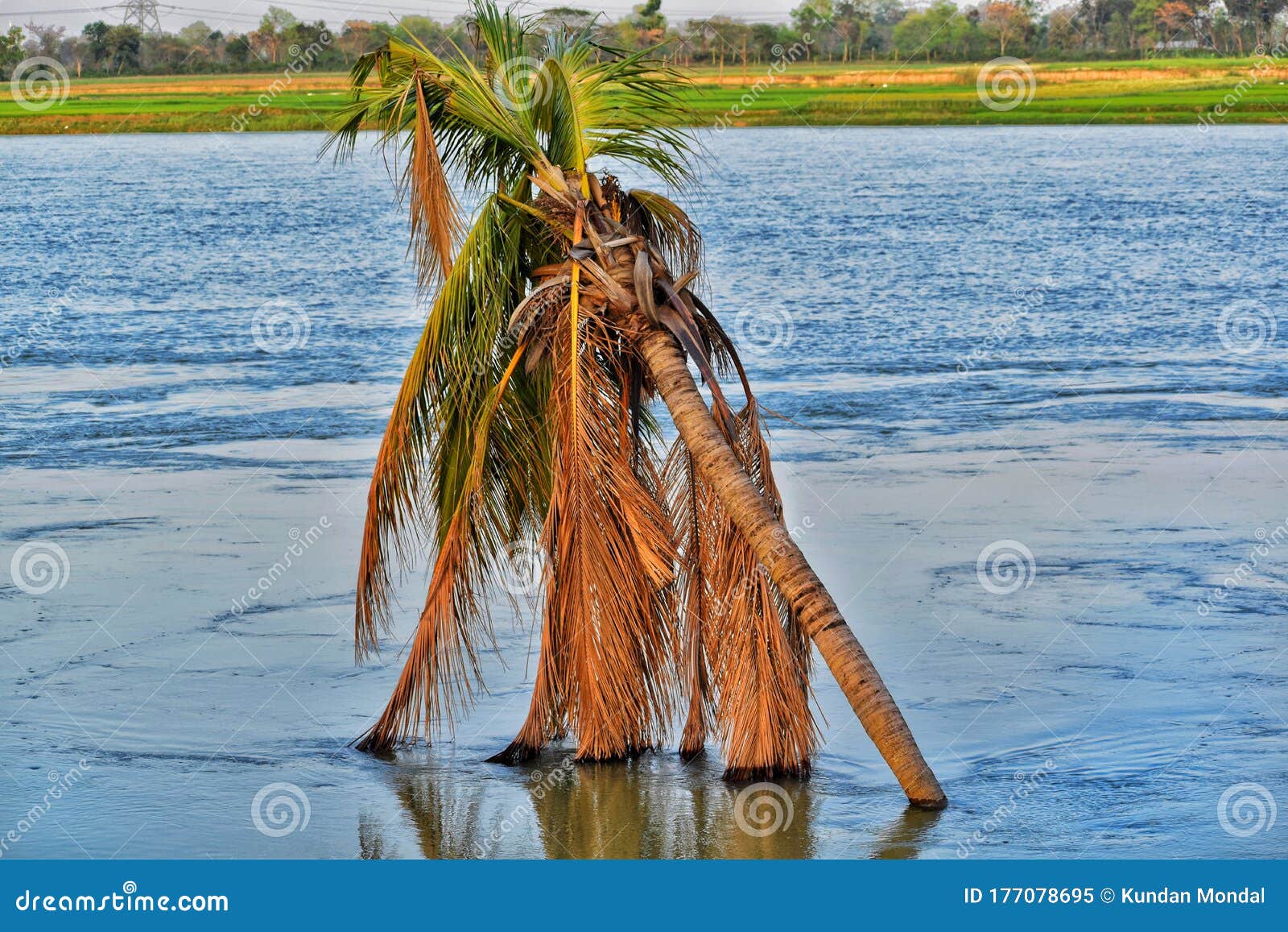 A Bent Coconut Tree Submerged in a River Stock Image - Image of bent ...