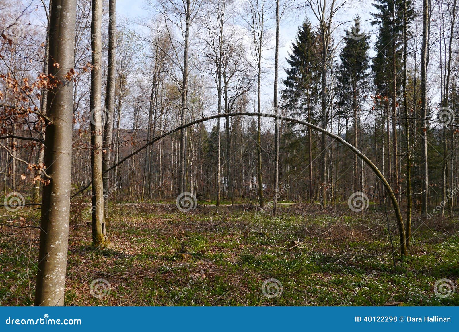 Bent, Curved Tree stock photo. Image of bark, bending - 40122298