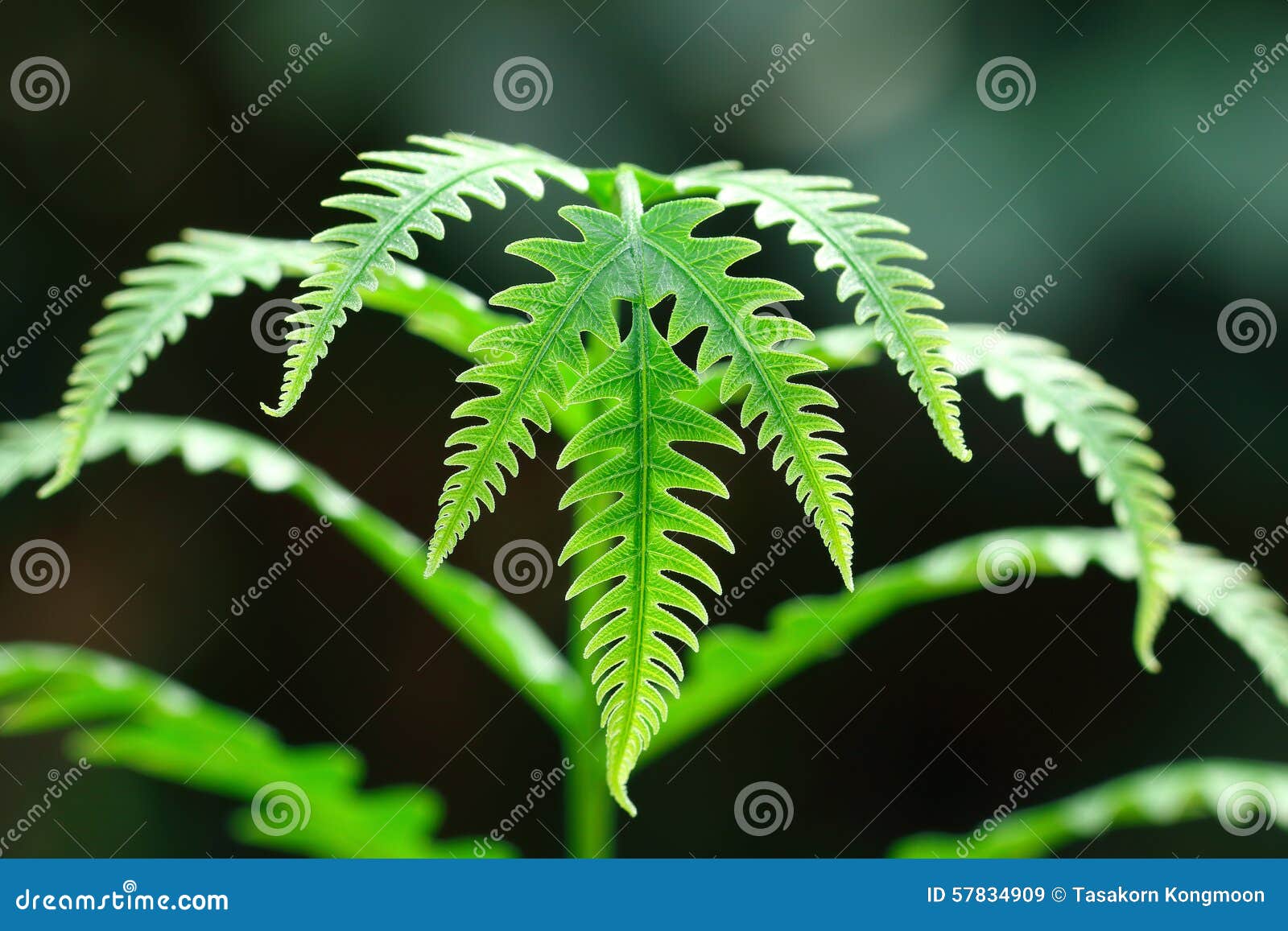 Bent Leaf Stock Images - Download 1,778 Royalty Free Photos