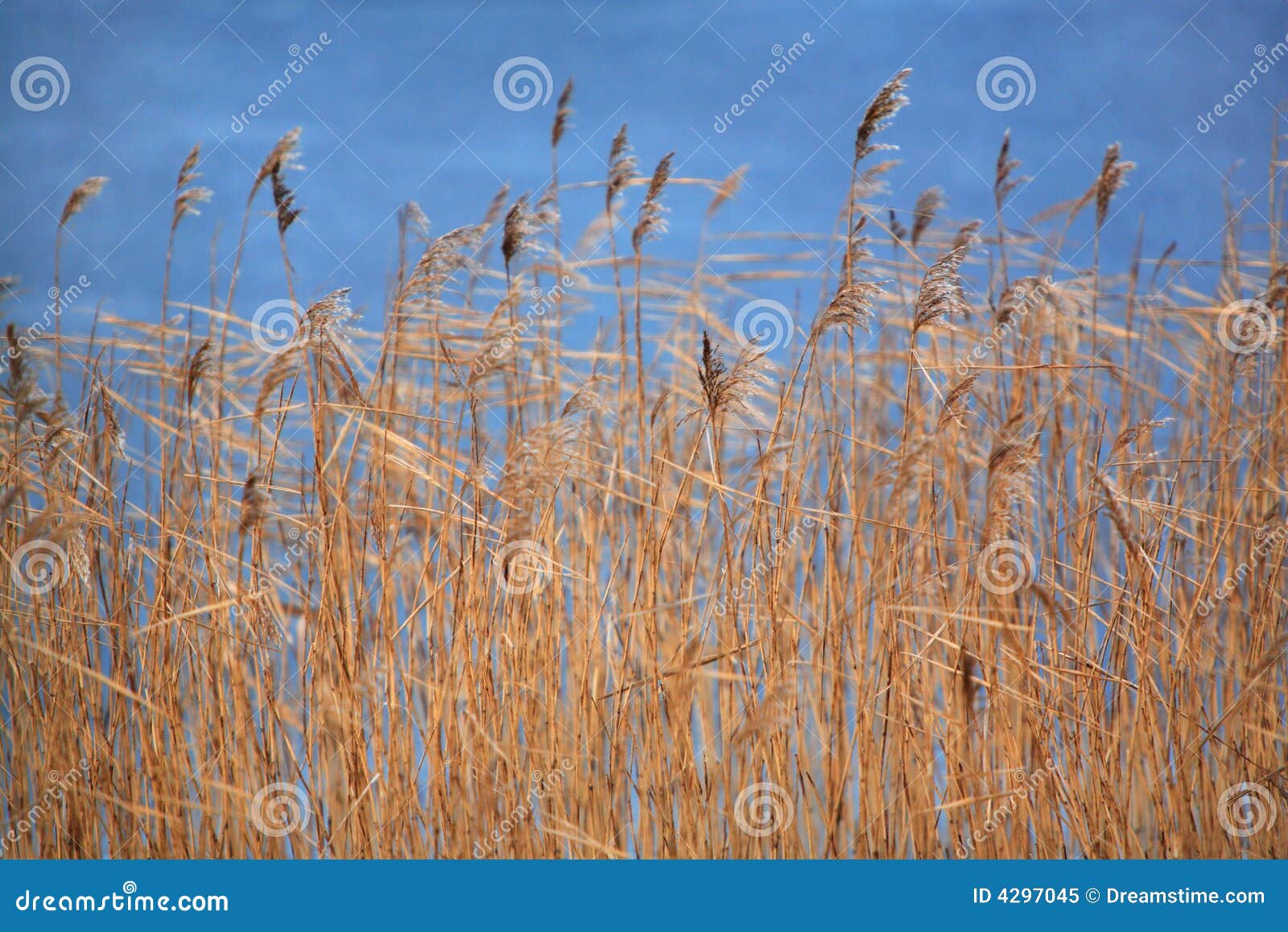 Bent-grass stock image. Image of rural, scene, blue, outdoors - 4297045