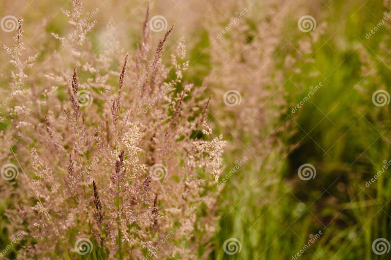 Bent Grass Also Known As Bentgrass Or Colonial Bent Or Agrostis Capillaris Abstract Neutral