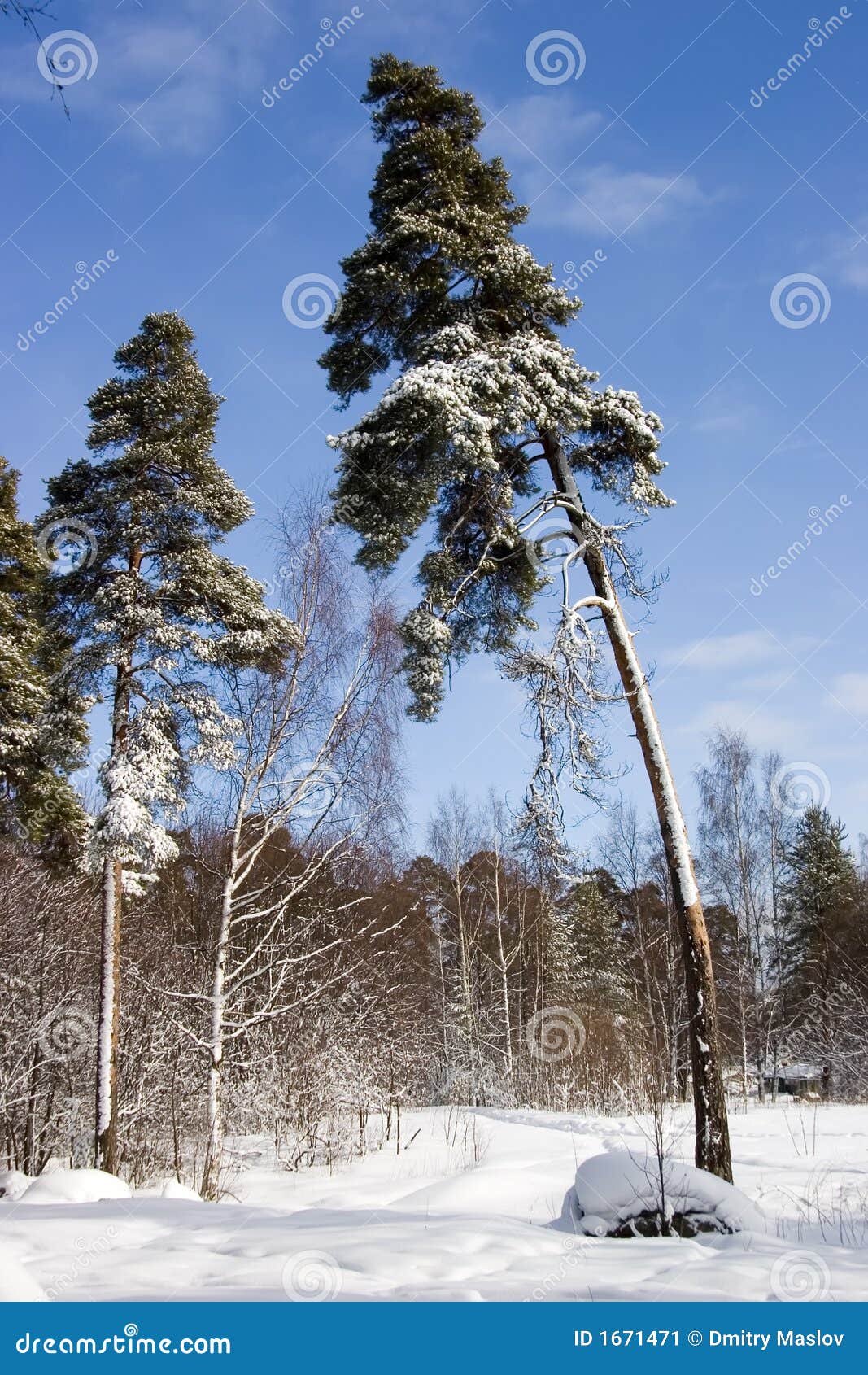 The bent pine stock image. Image of cold, winter, woods - 1671471