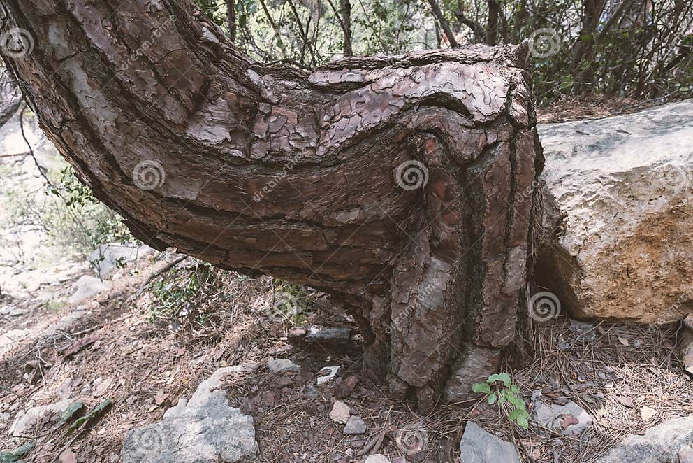 Bent pine tree stock photo. Image of pine, stem, slope - 248586258