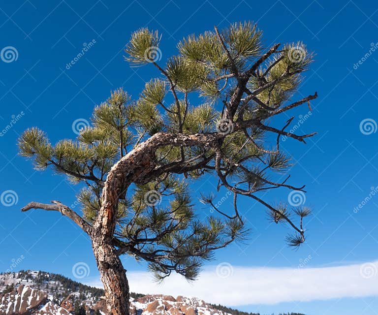 Pine Tree Growing Bent from the Wind in Front of Blue Sky Stock Image ...