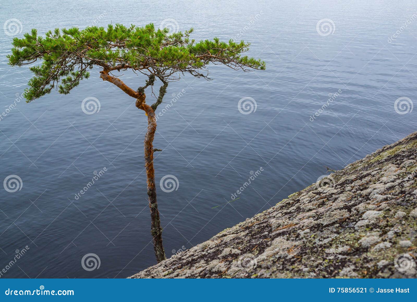 Bent Pine Trees In Crooked Forest Krzywy Las Near Gryfino, Poland ...