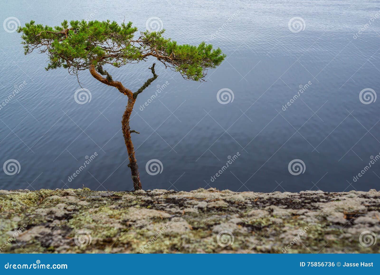 Bent Pine Trees In Crooked Forest Krzywy Las Near Gryfino, Poland ...