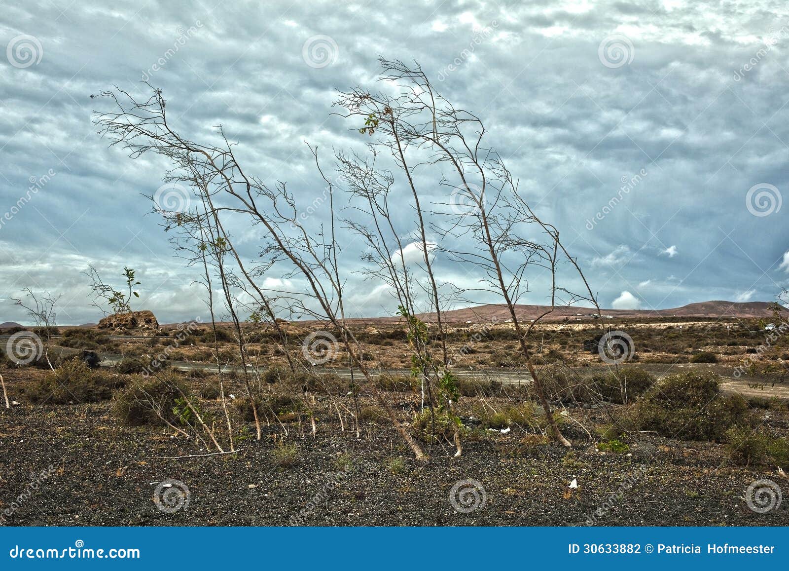 Bent plants in the wind stock photo. Image of rough, branch - 30633882