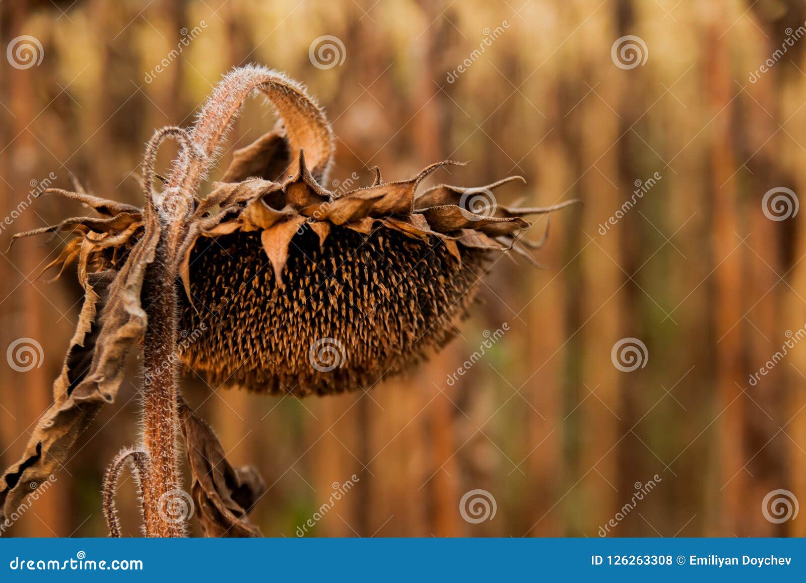 Bent sunflower stock photo. Image of heavy, sunflower - 126263308