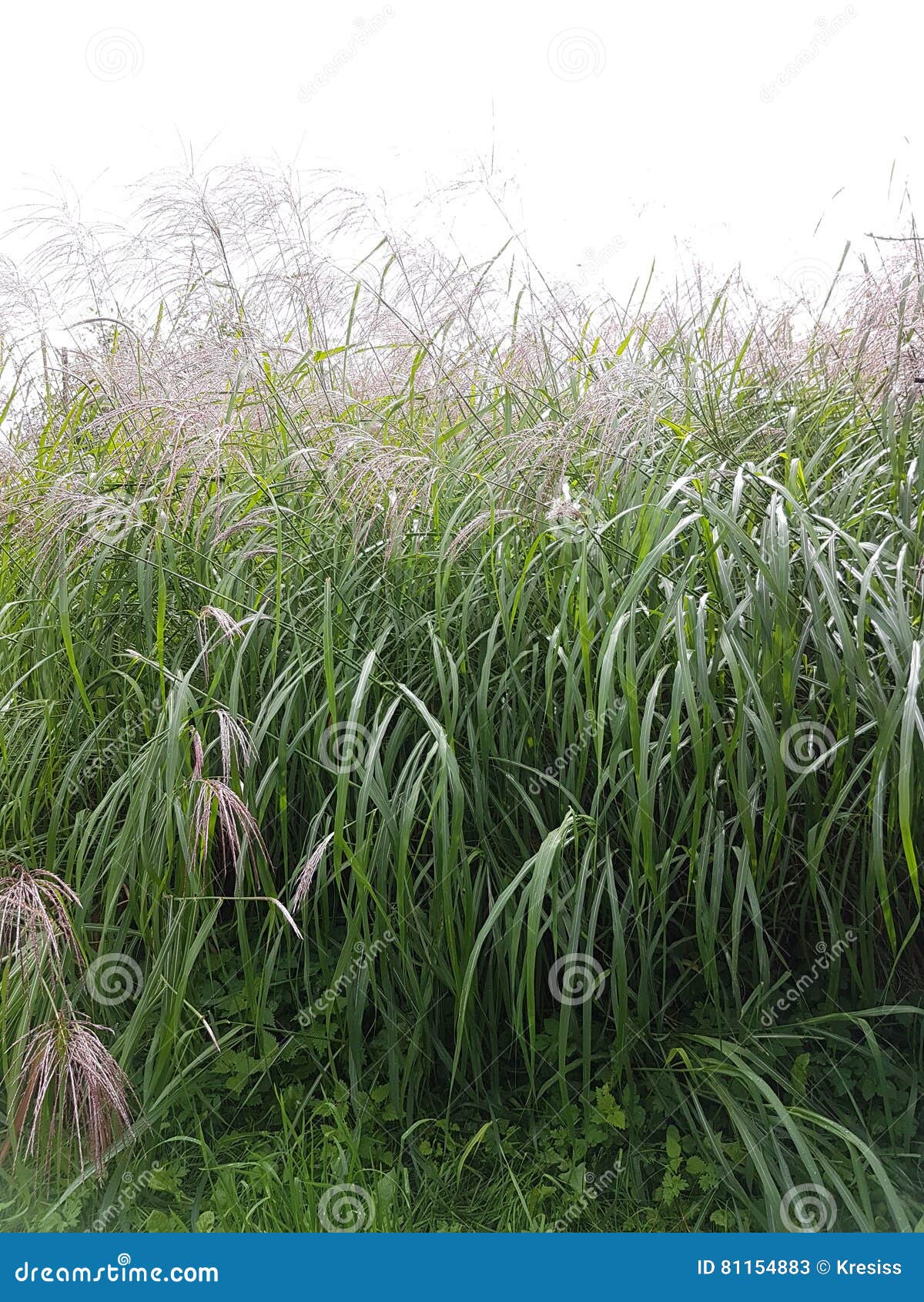 Bent stock image. Image of green, side, gras, cantry - 81154883