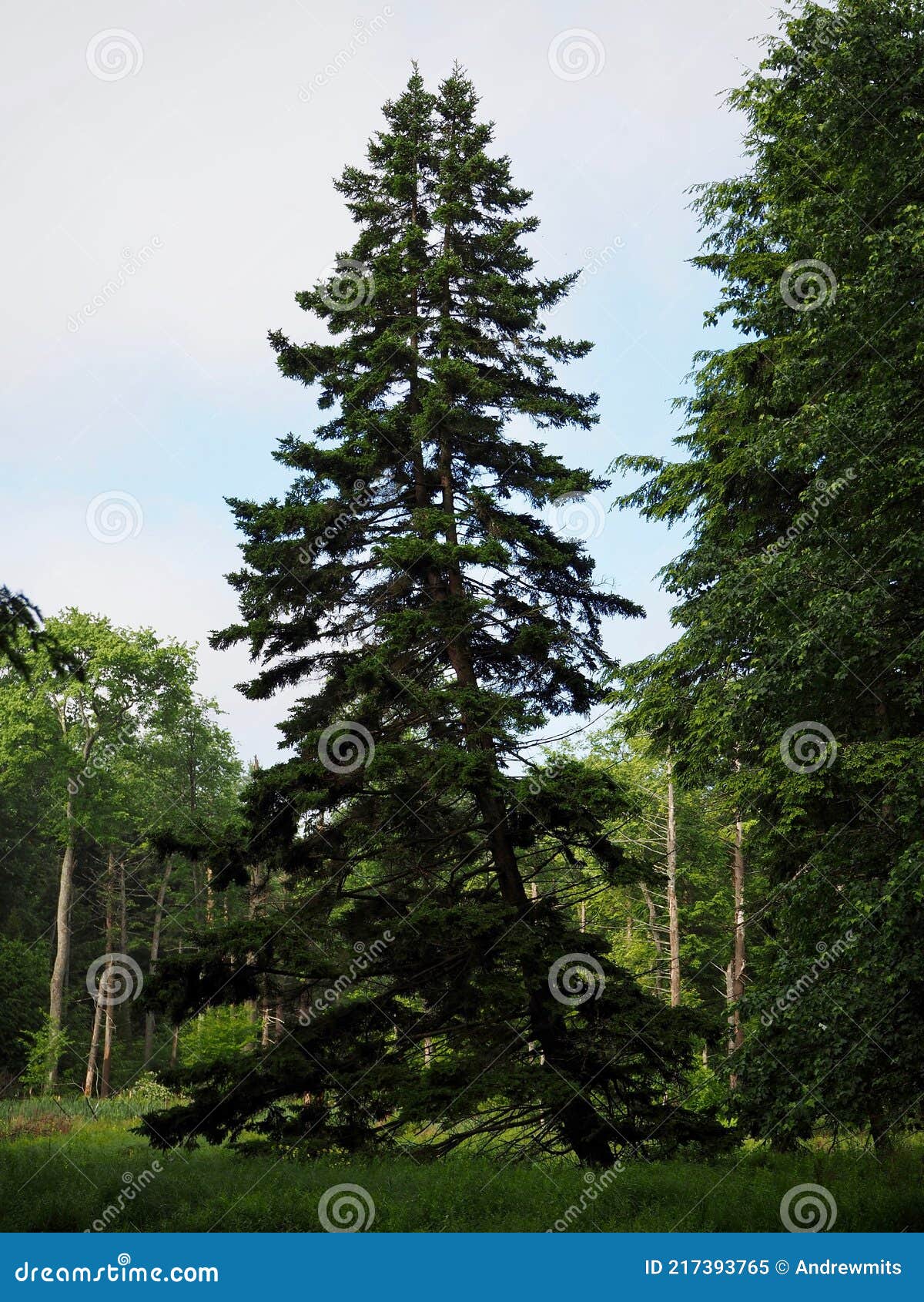 Bent Tall Pine Tree Shaped by Nature Stock Image - Image of bent ...