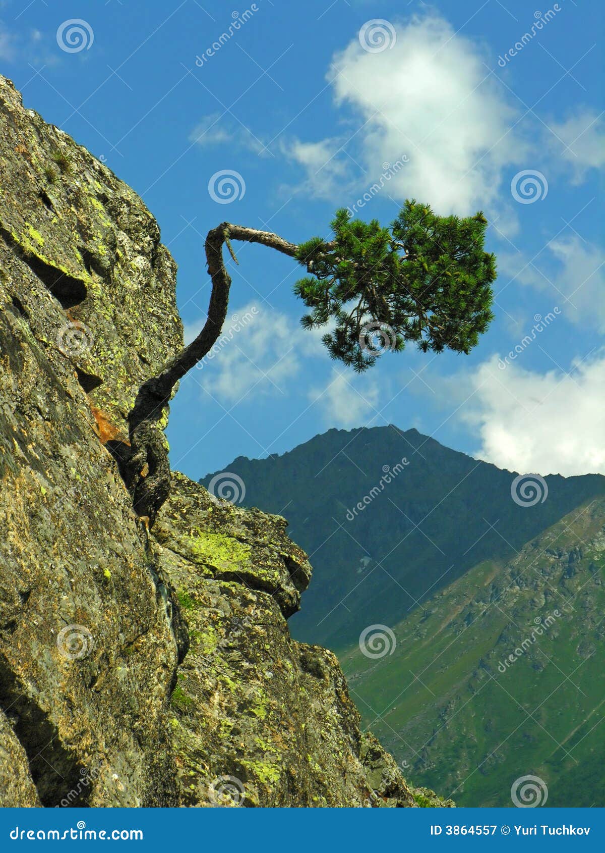The bent tree stock image. Image of clear, meadow, paradise - 3864557