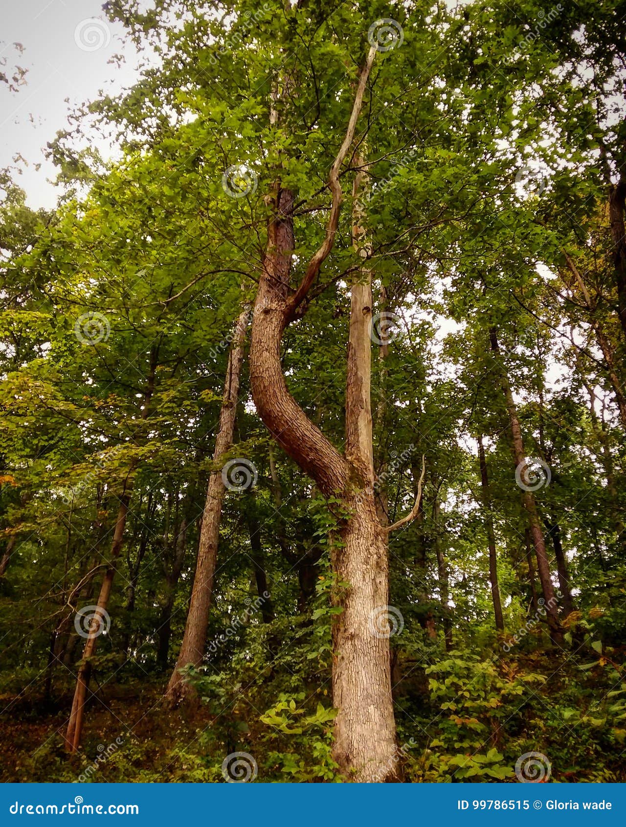 The bent tree stock image. Image of woods, beautiful - 99786515