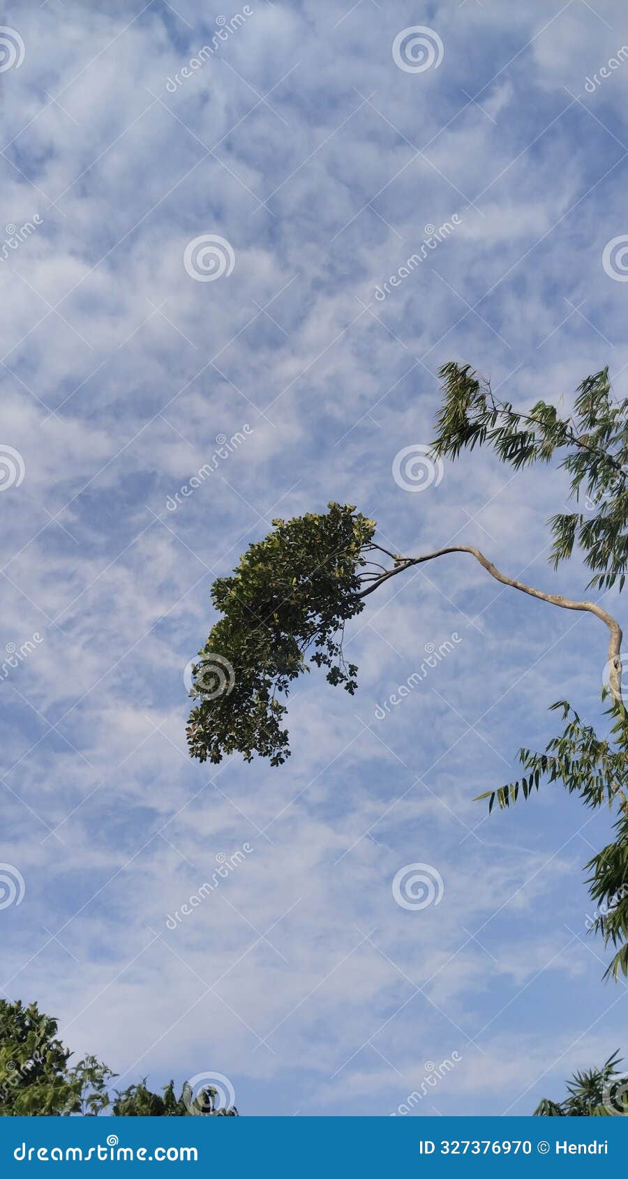 Bent Tree Branch Against a Blue Sky with Clouds Stock Photo - Image of ...