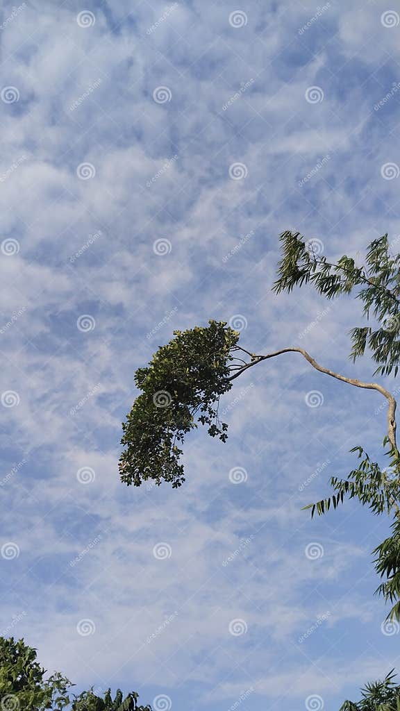 Bent Tree Branch Against a Blue Sky with Clouds Stock Photo - Image of ...