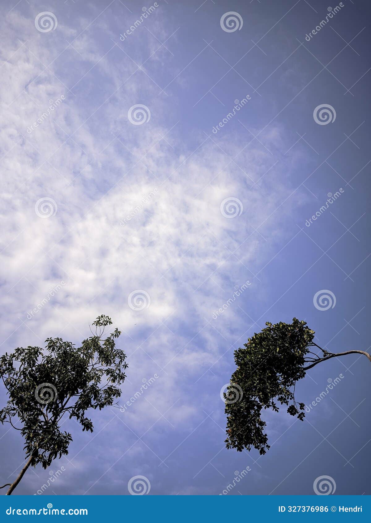 Bent Tree Branch Against a Blue Sky with Clouds Stock Photo - Image of ...