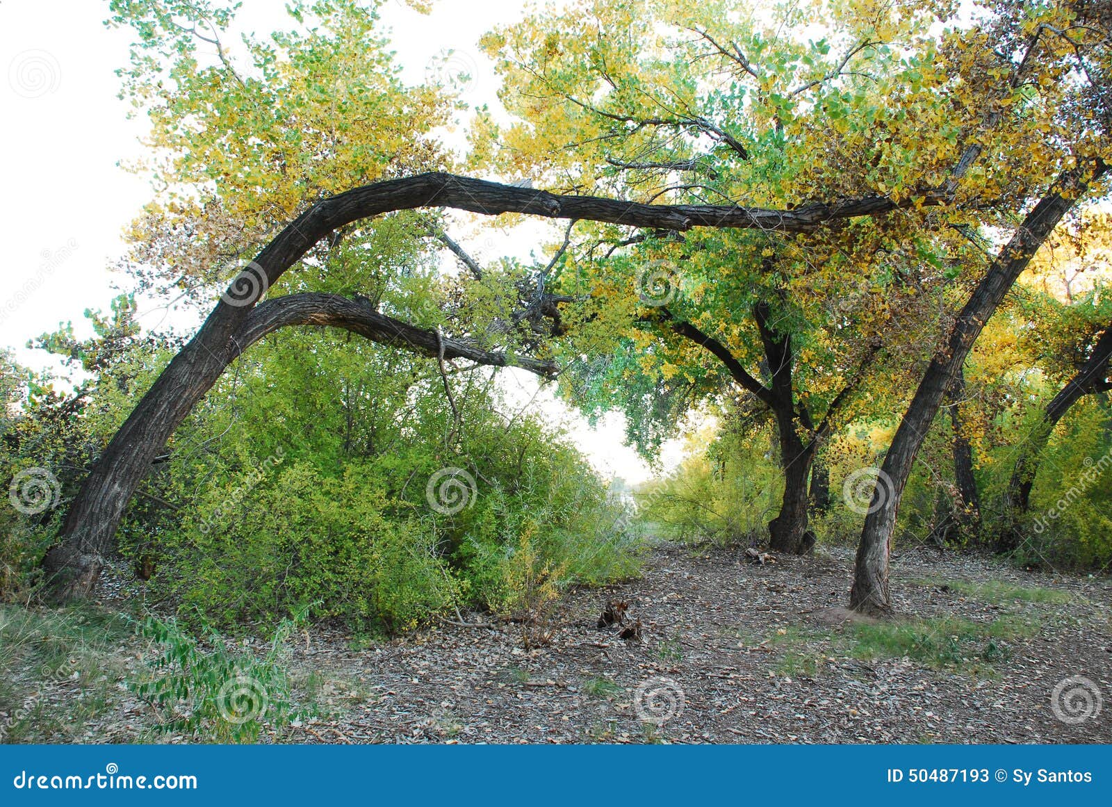Bent Tree stock image. Image of green, trees, bent, golden - 50487193