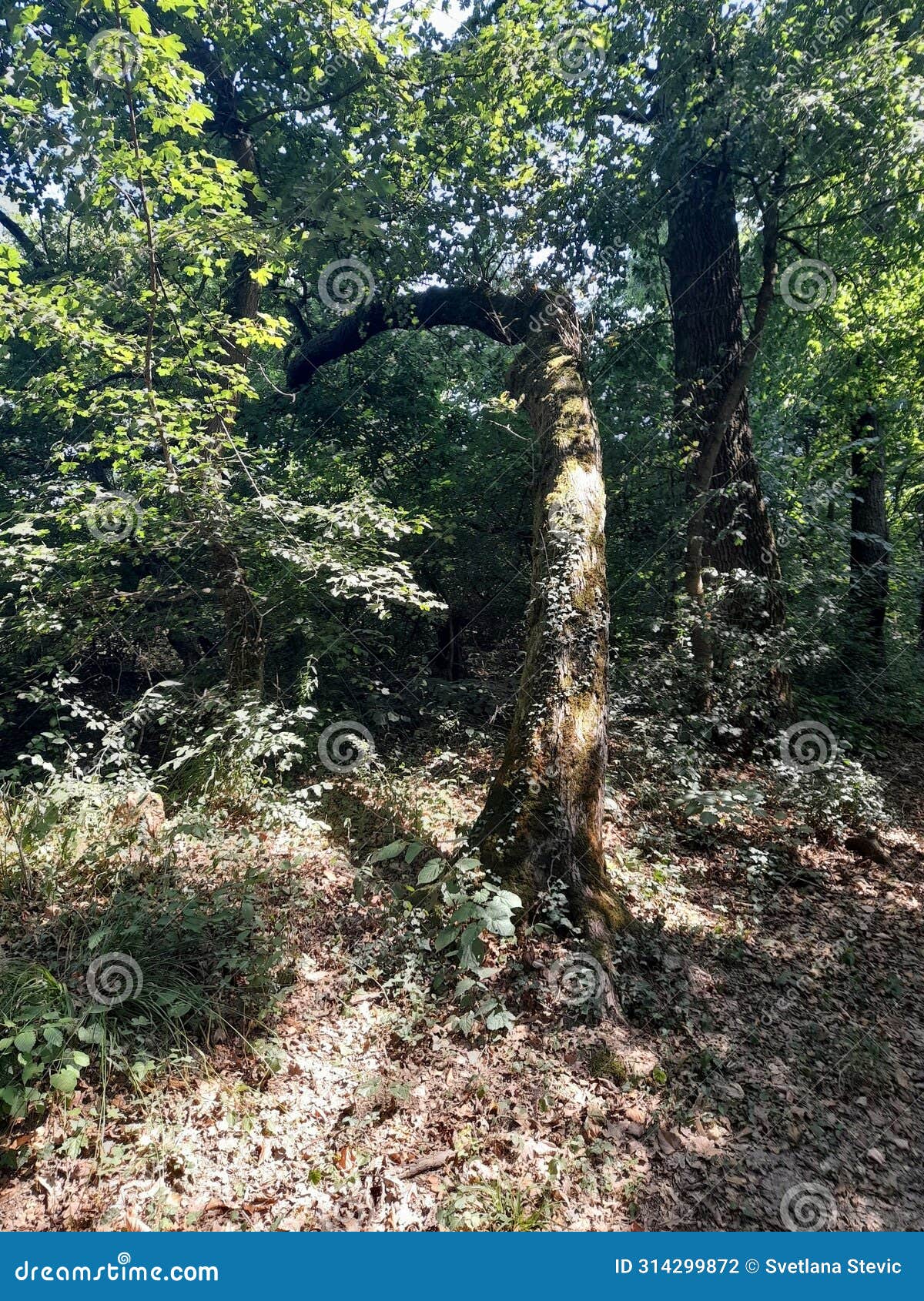 Bent Tree in a Forest Surrounded by Lush Foliage Stock Photo - Image of ...