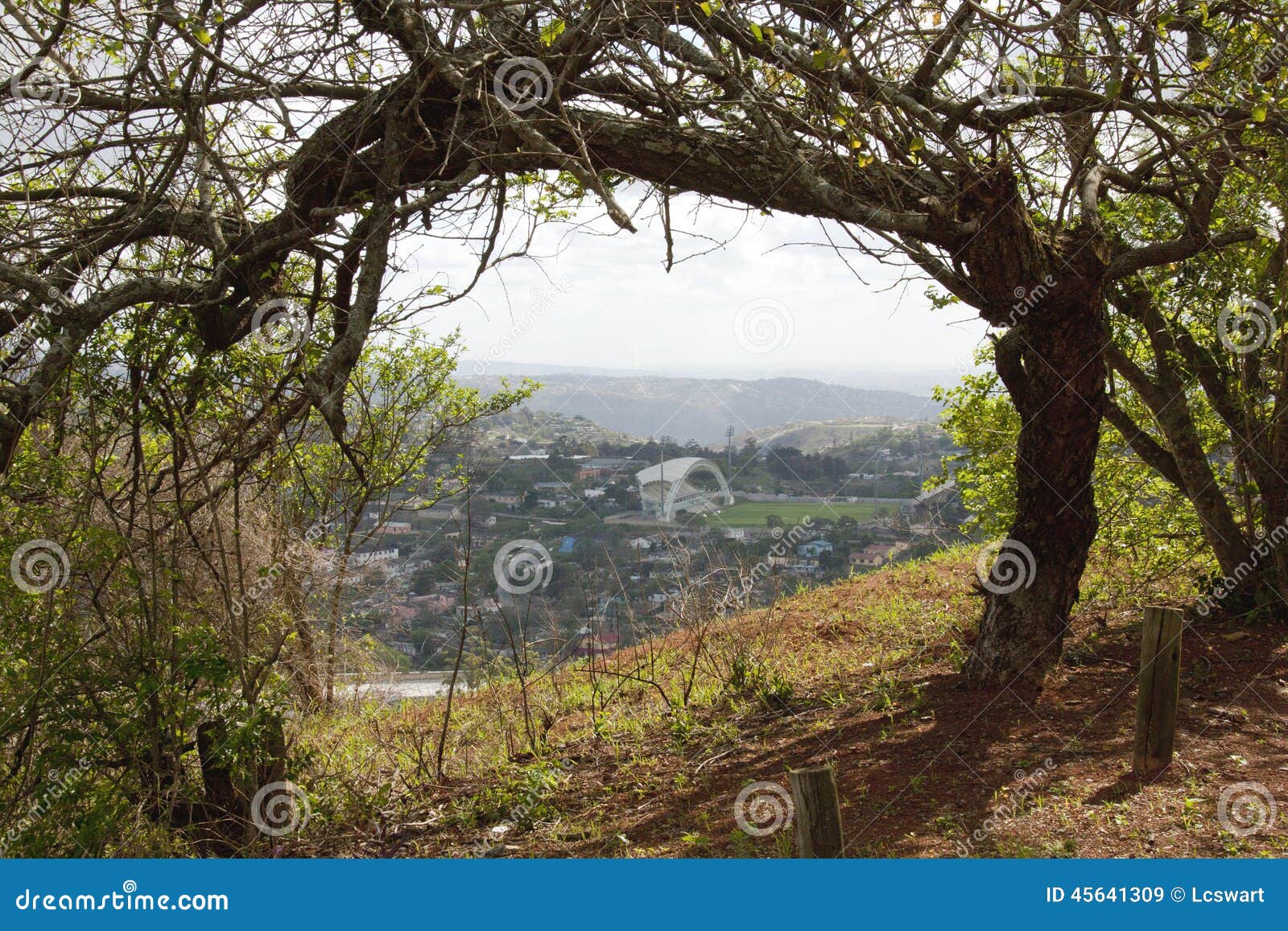 Bent Tree Stock Photography | CartoonDealer.com #118080734