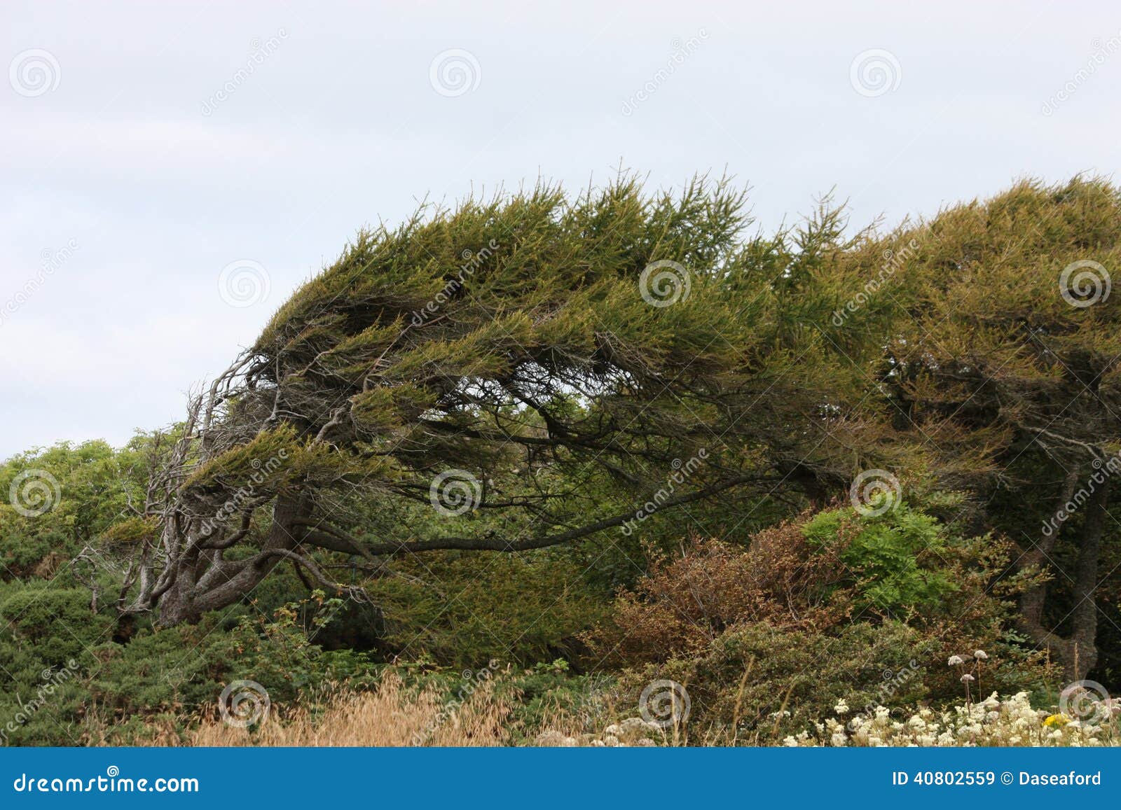 Bent Tree. stock image. Image of tree, plant, strained - 40802559